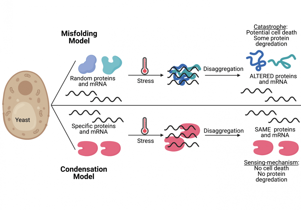 cellular responses examples