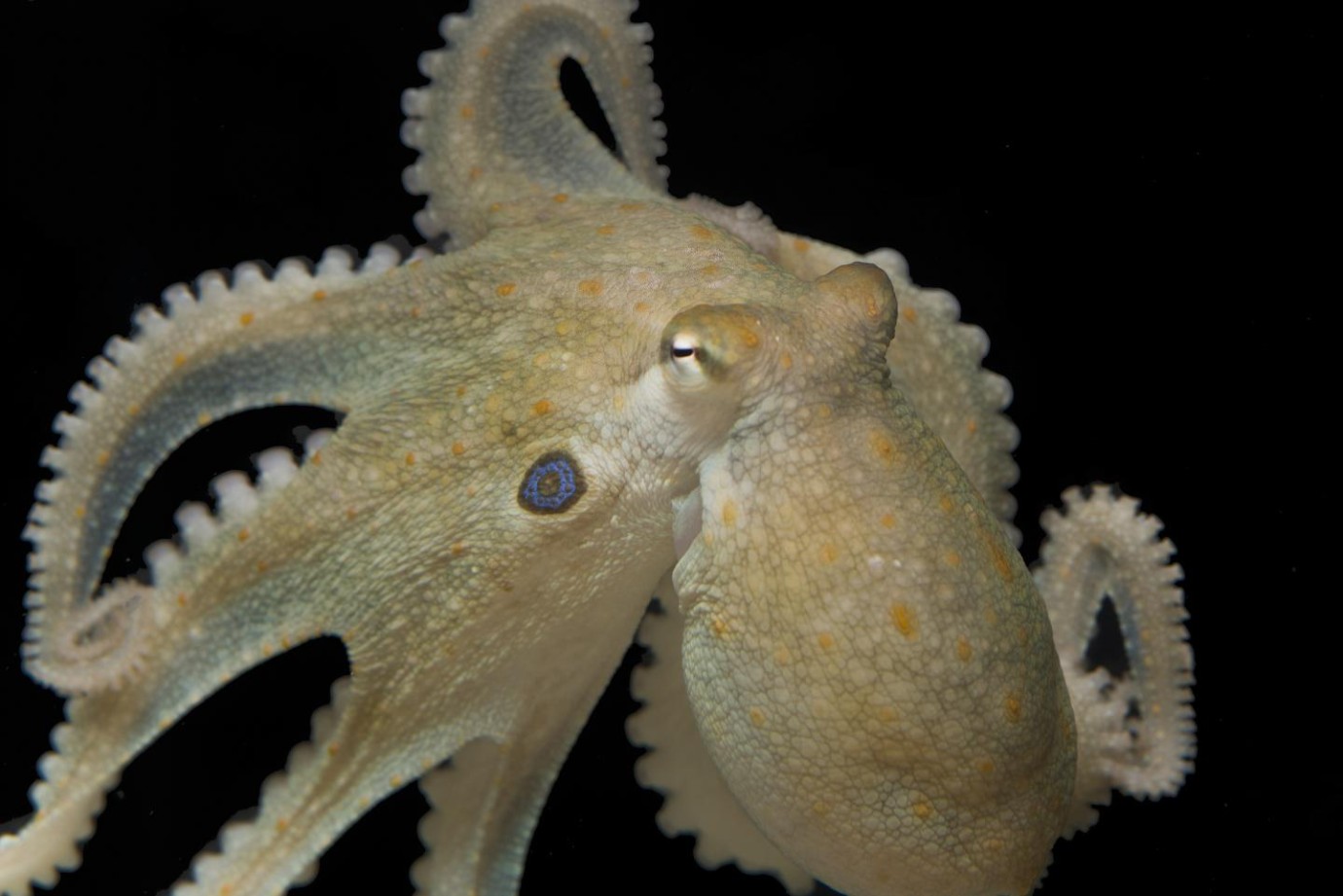 scientific octopus