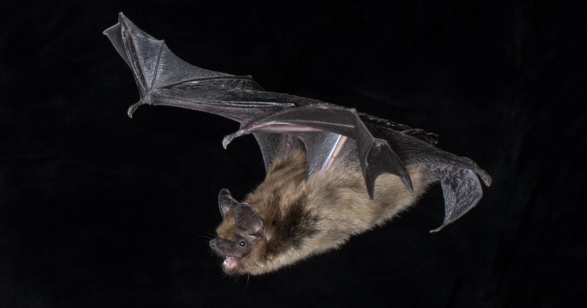 Bats use different inner ear structures to help navigate the world ...