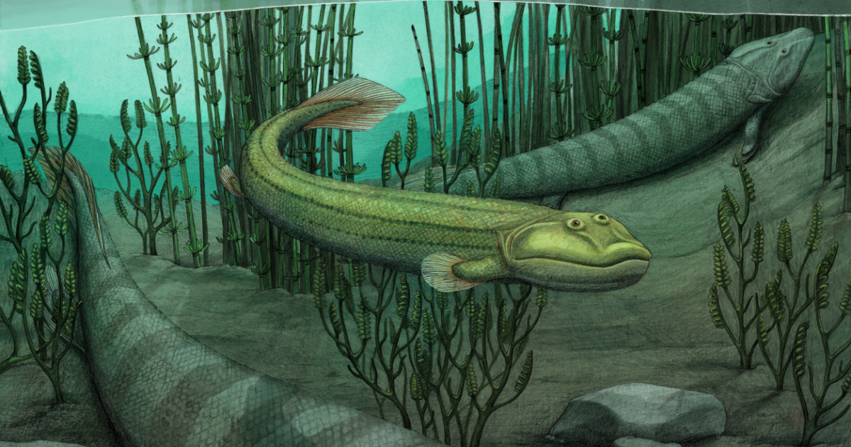 New fossil shows four-legged fishapod that returned to the water ...