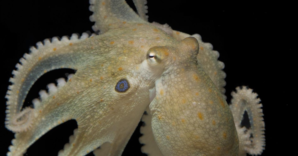 Unique features of octopus create ‘an entirely new way of designing a ...