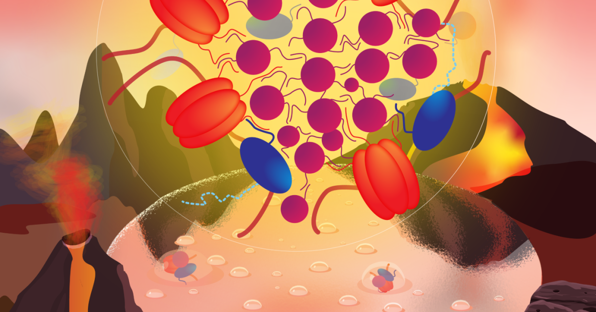 Primordial super-enhancers provide early snapshot of the mechanisms ...