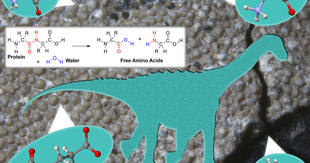 Ancient amino acids found in dinosaur eggshell | Biological Sciences ...