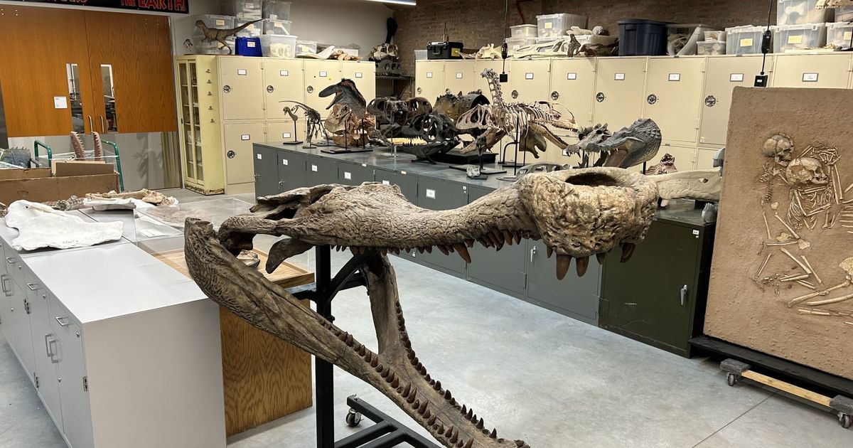 Paul Serenos Fossil Lab Moves To Washington Park Biological Sciences