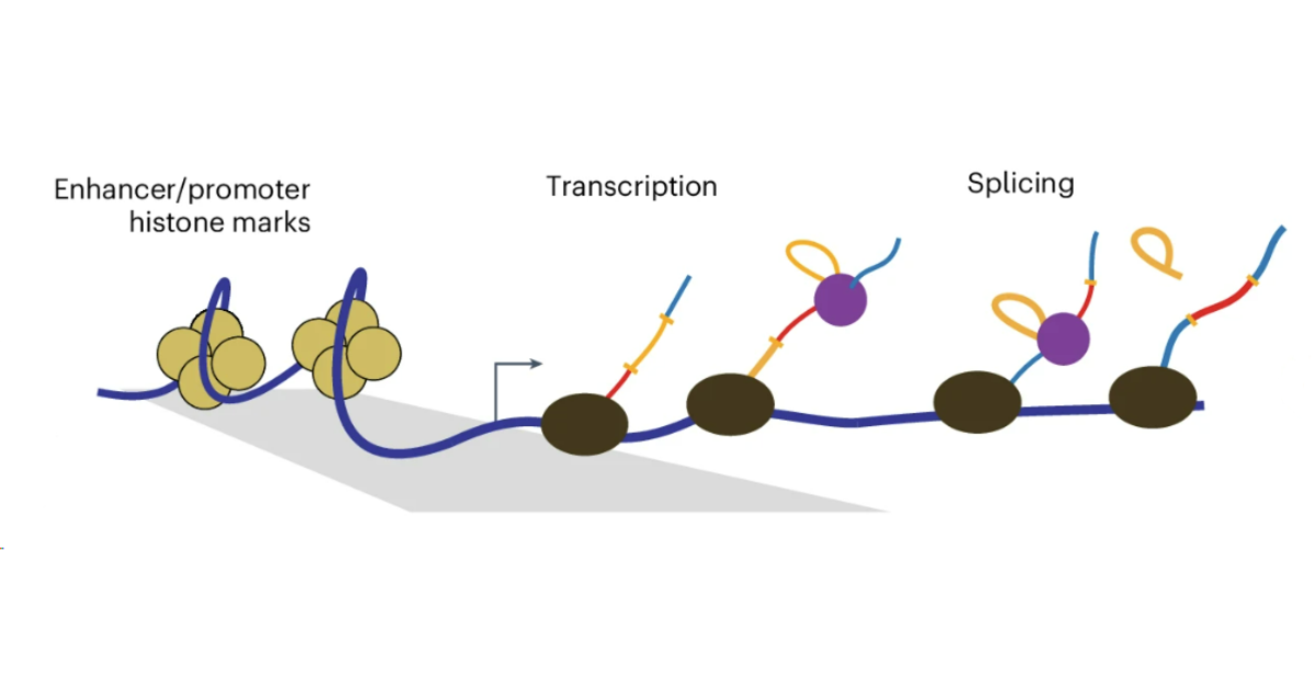 How cells control gene expression by cleaning up their mistakes ...