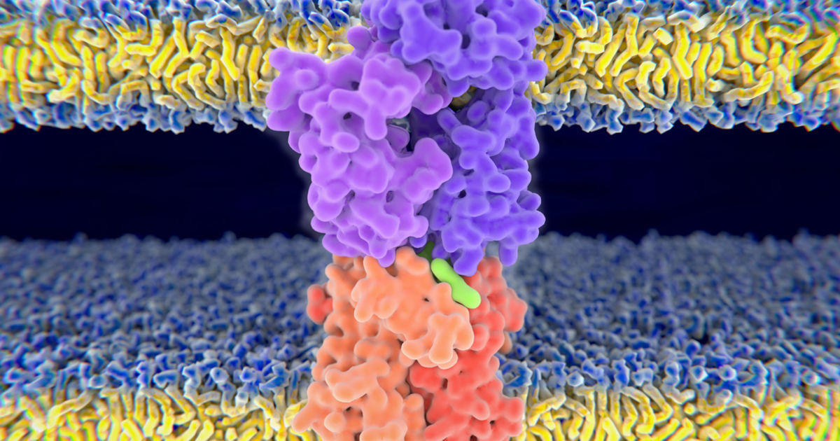 UChicago researchers discover strategy to select best T cell receptors ...