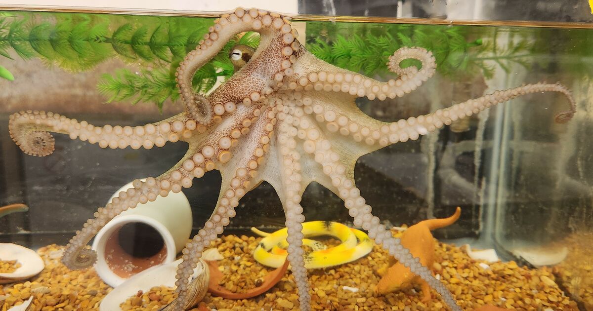 Octopus arms have segmented nervous systems to power extraordinary ...