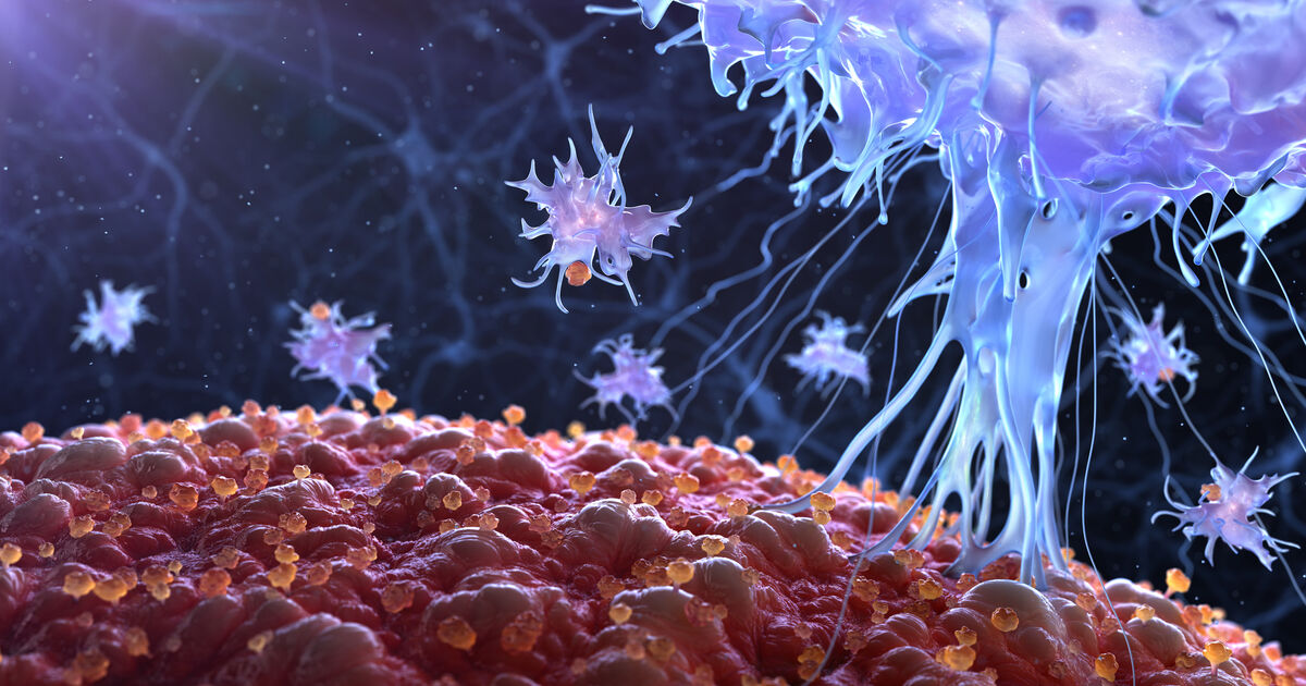 Peacekeeper cells protect the body from autoimmunity during infection ...